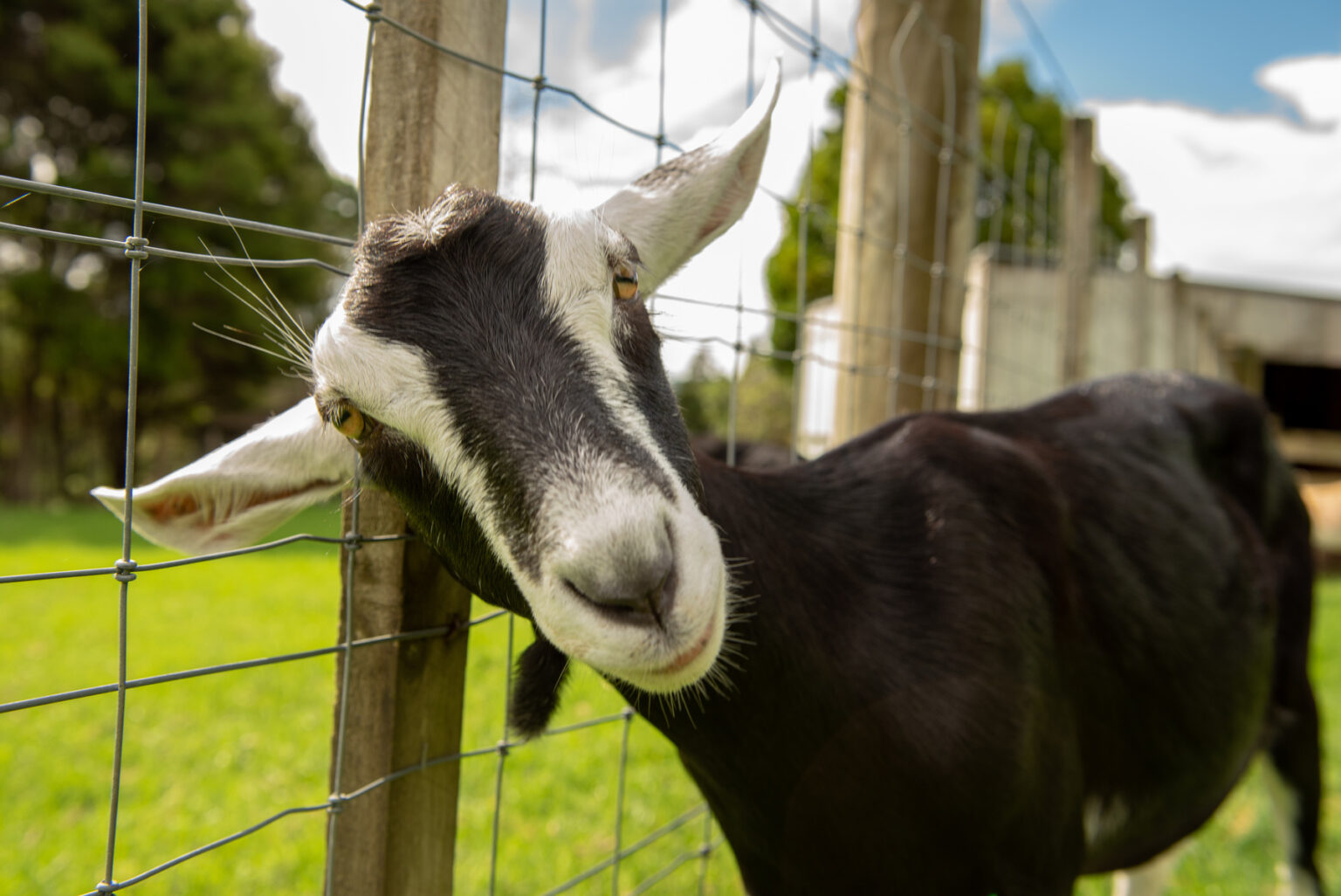How Long do Goats Live? - Goat Journal